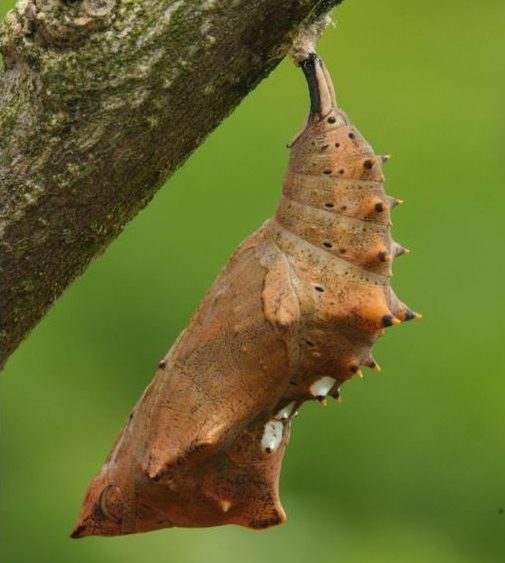 Grote vos - Vlinders in Houten