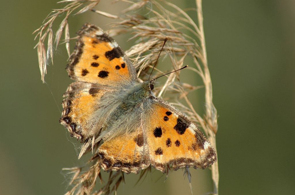 Grote vos - Vlinders in Houten